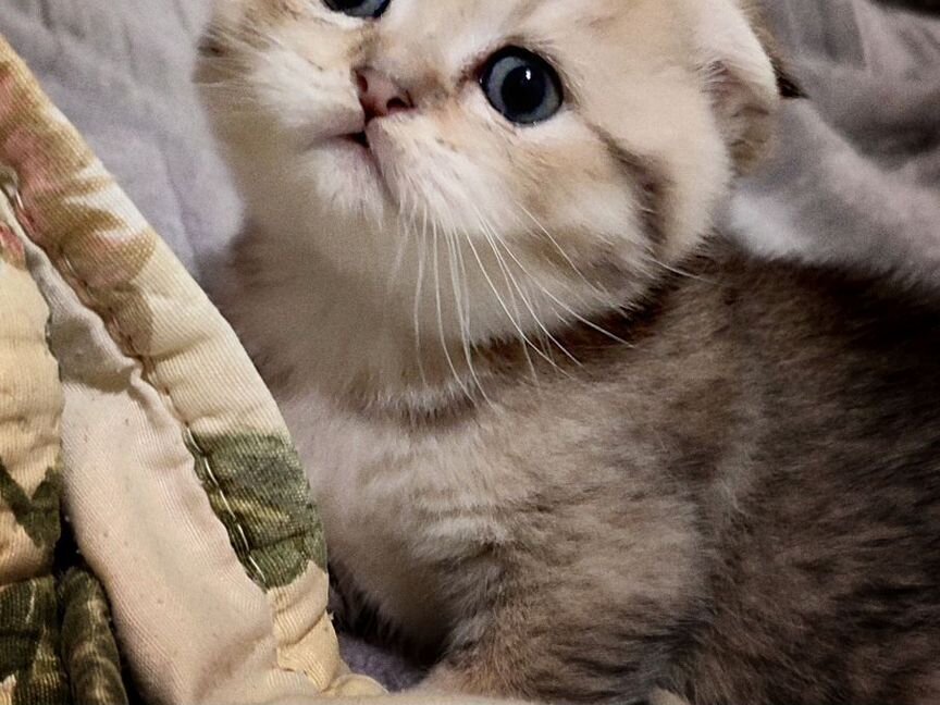 Котенок золотая шиншилла ay 11 (голубое золото)