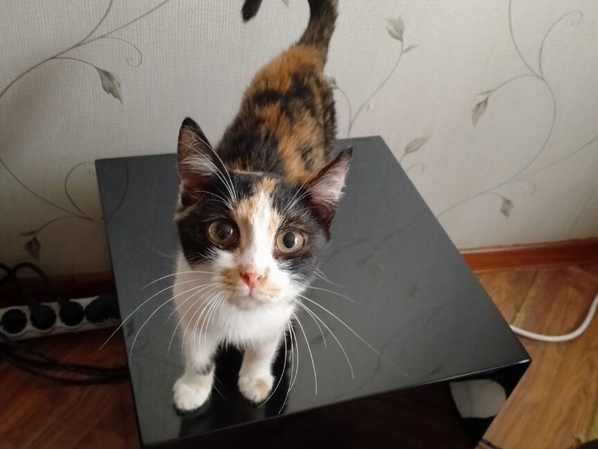 Котенок Сонечка на счастье