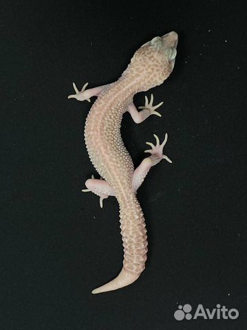 Эублефар + террариум