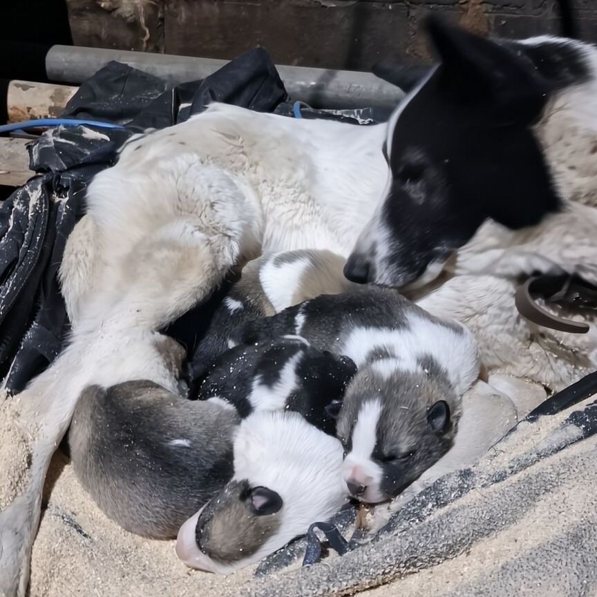 Лайка, щенок