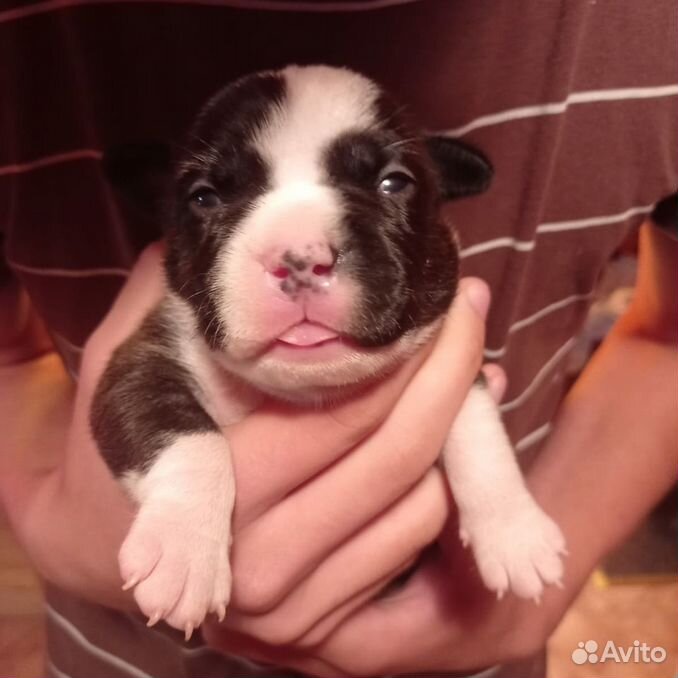 Тигровая малышка Амстаффтерьера резерв