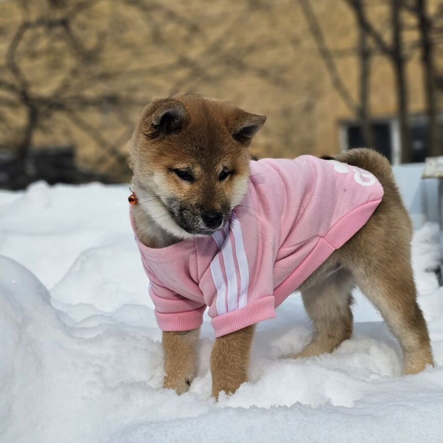 Сиба ину красотка