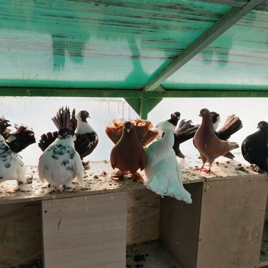 Статные голуби