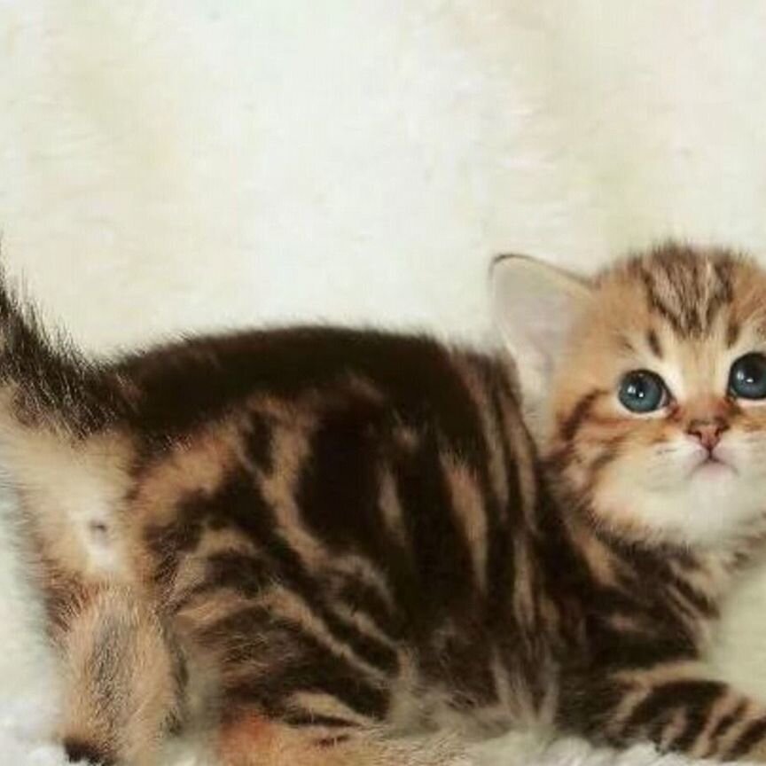 Британский короткошёрстный котёнок