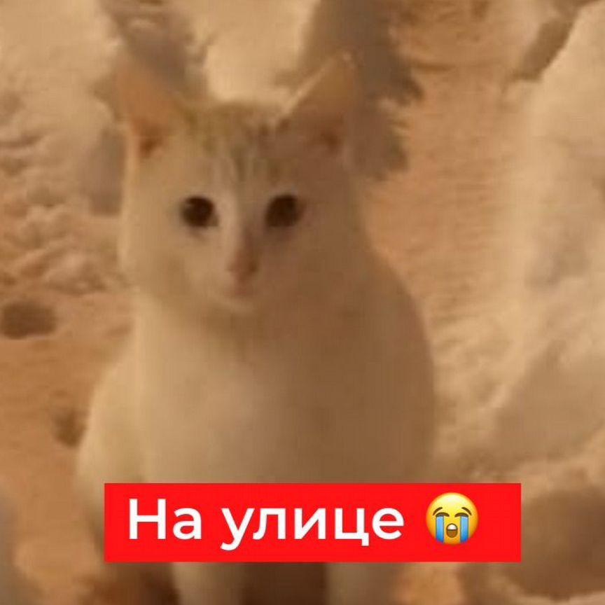 Взрослый кот в добрые руки