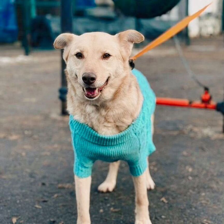 Красавица Виски ищет свой дом