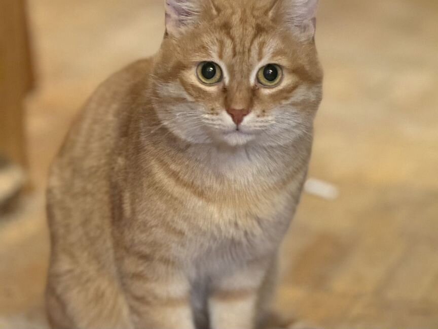 Кот Рыжий Макар