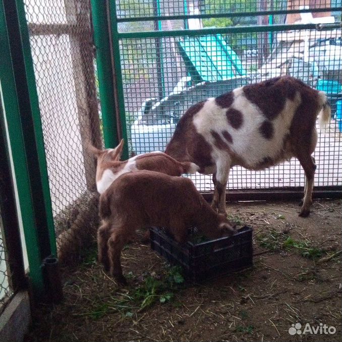 Продаются козлики
