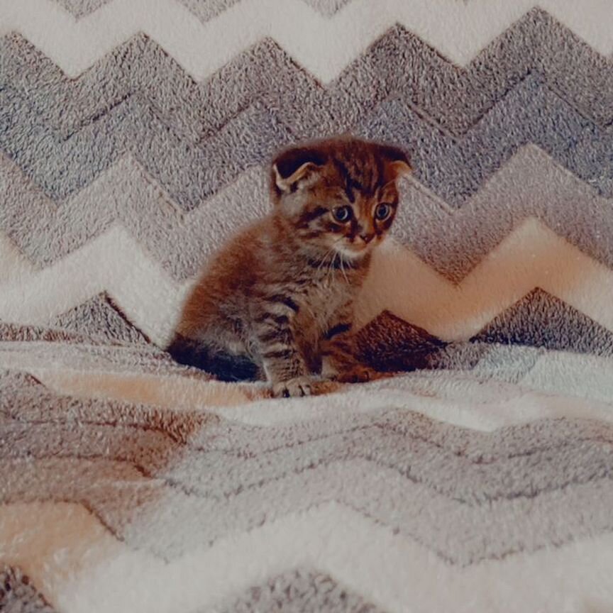 Котенок