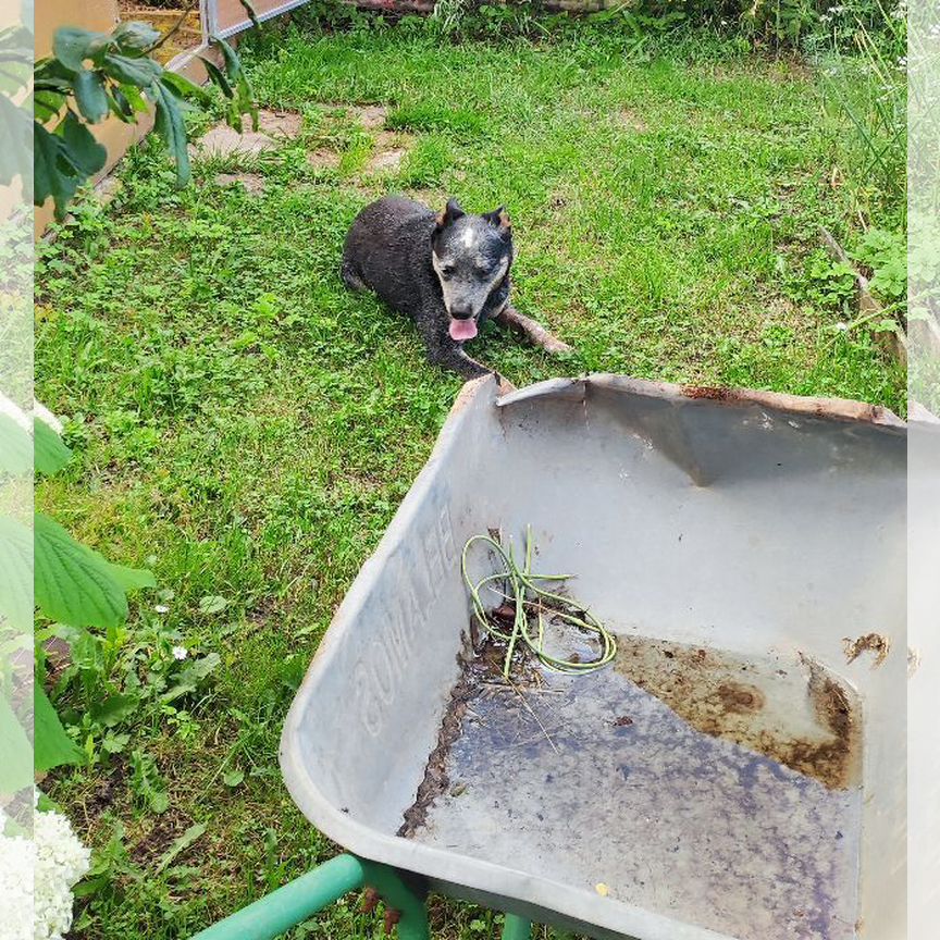 Австралийский хилер, взрослый пёс