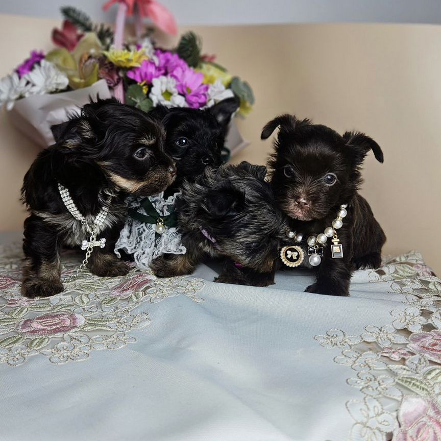 Йоркширский терьер, щенок