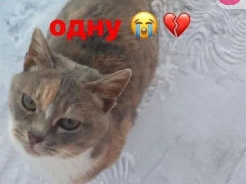 Кошек заберите любой окрас. Кошка на фото ищет дом