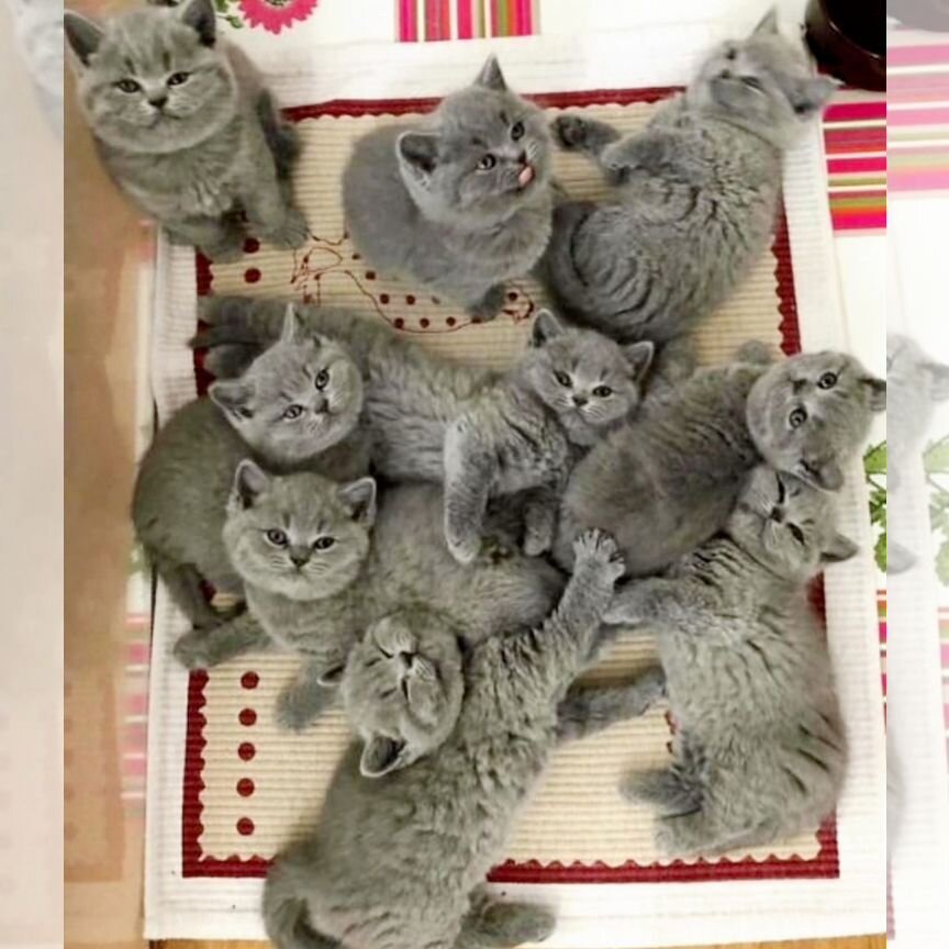 Плюшевые медвежата