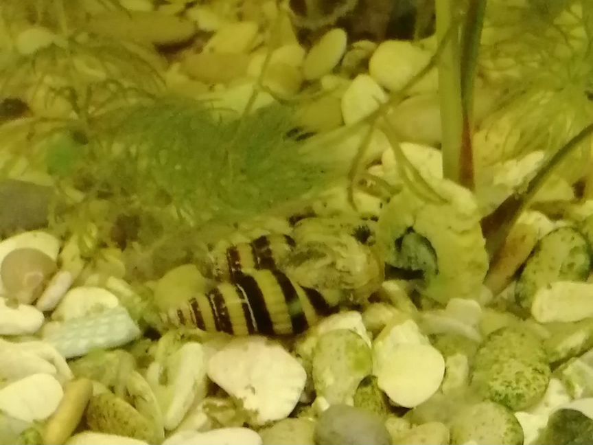 Улитки хилена