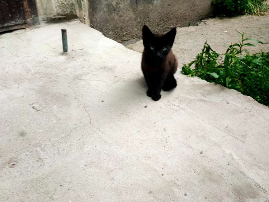 Котёнок