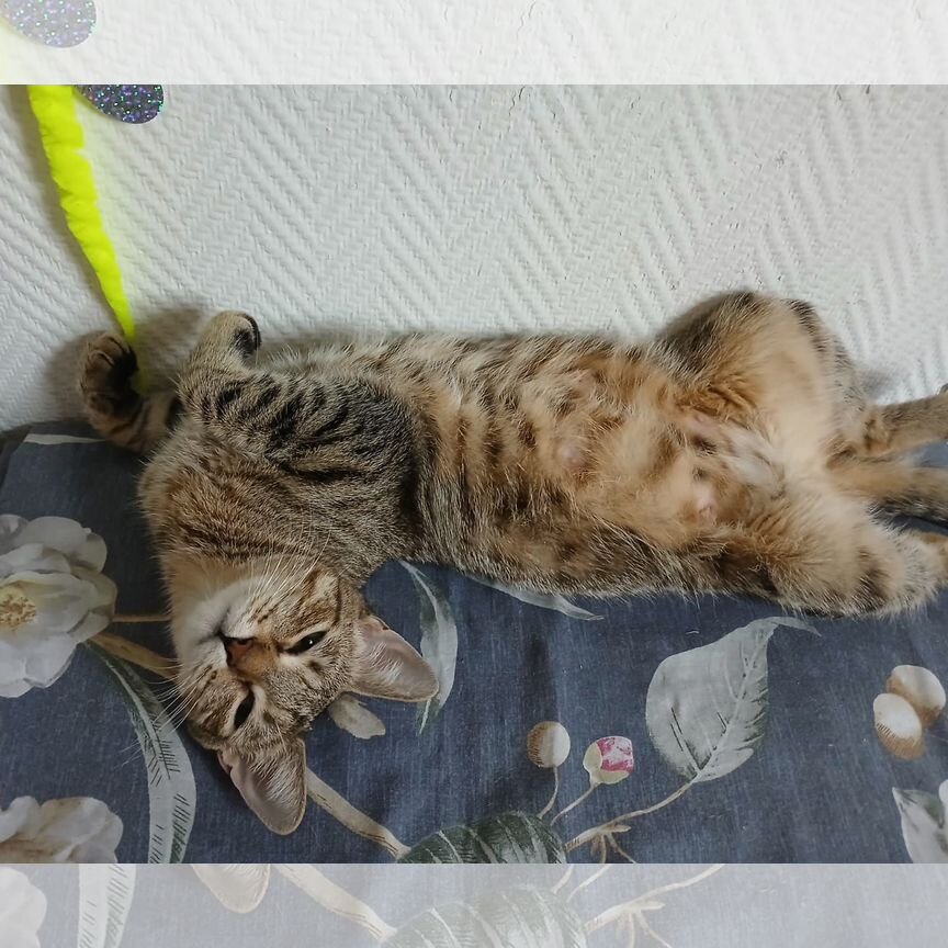 Котёнок в добрые руки