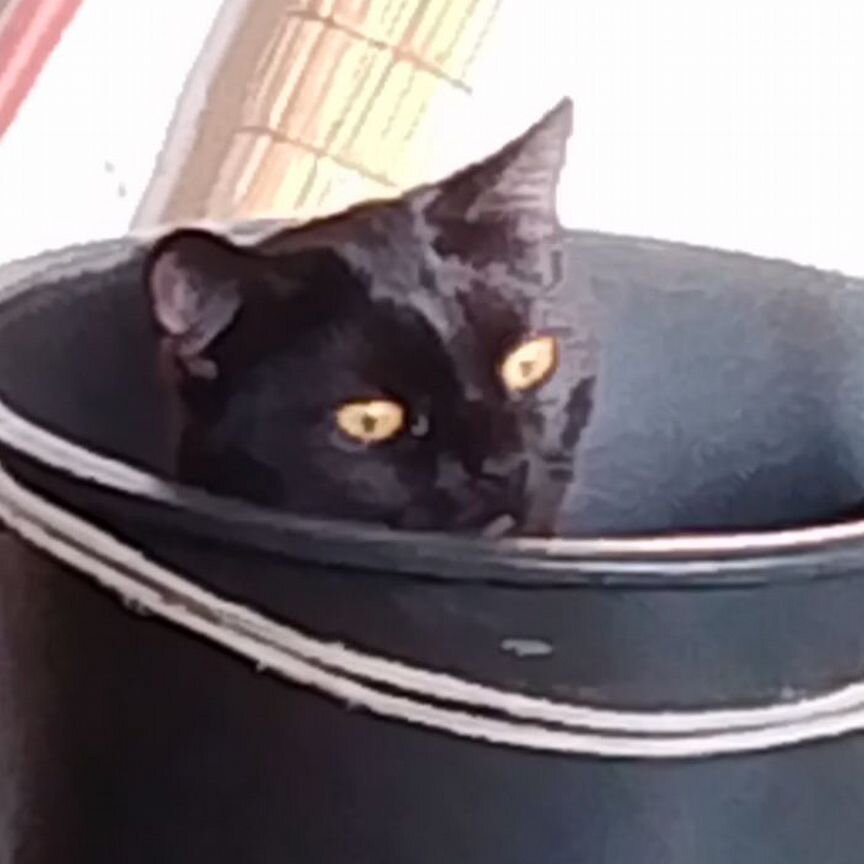 Отдам в хорошие руки котенка