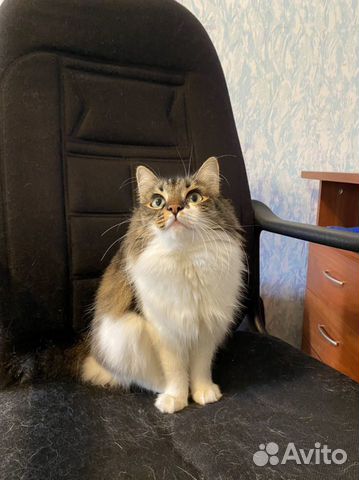 Кошка в добрые руки