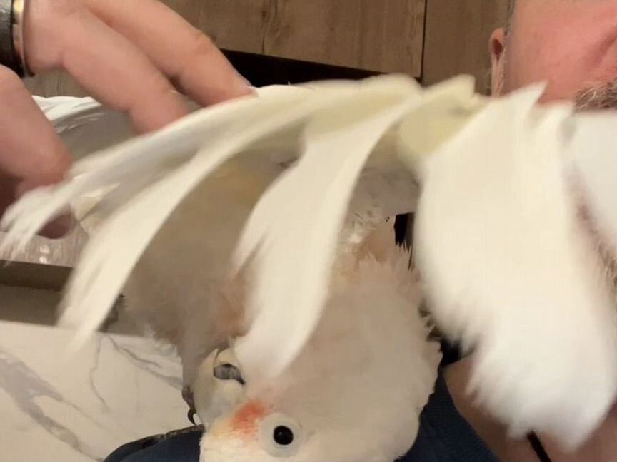 Ручной попугай какаду