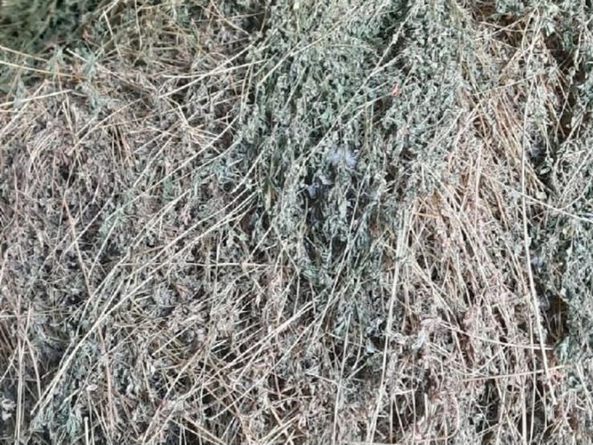 Сено люцерны