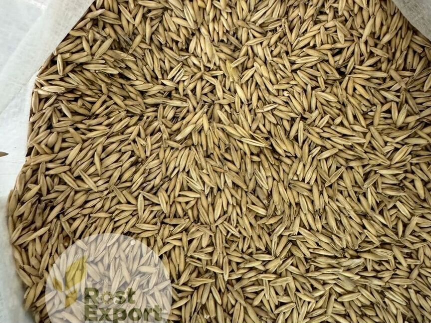 Овес урожай 2023