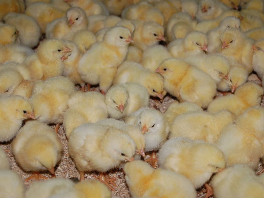 Суточные цыплята бройлера