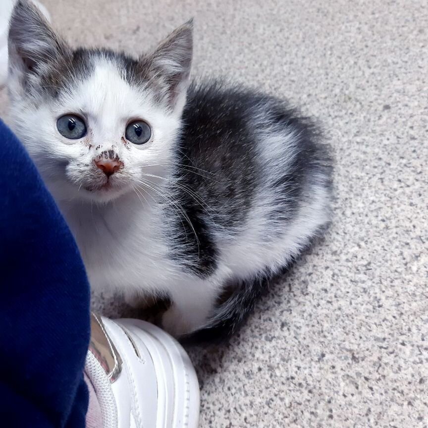 Котёнок голубоглазая девочка