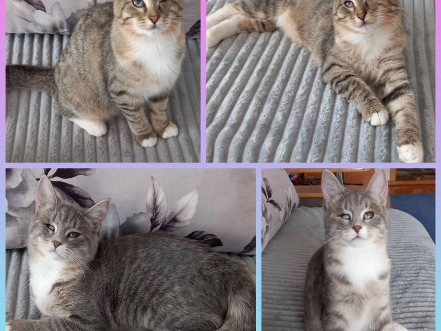 Котята девочки