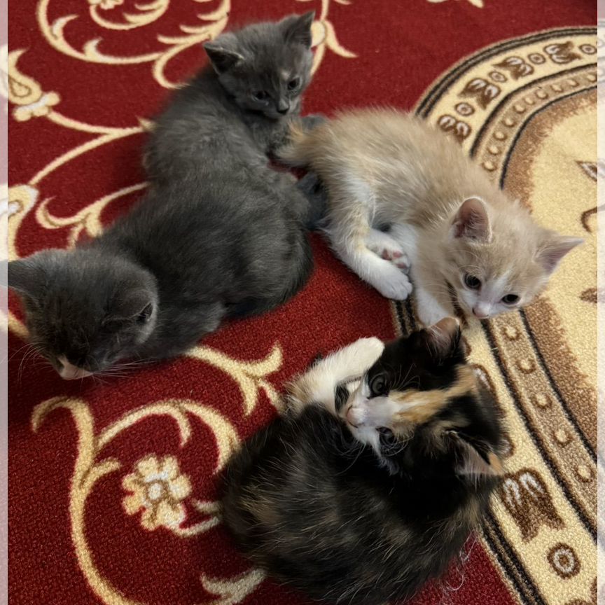Котёнок в добрые руки