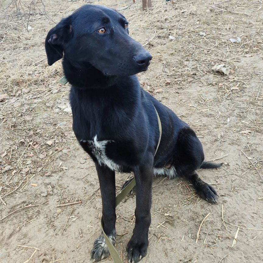 Высокая элегантная собачка "Багира" Пристраивается