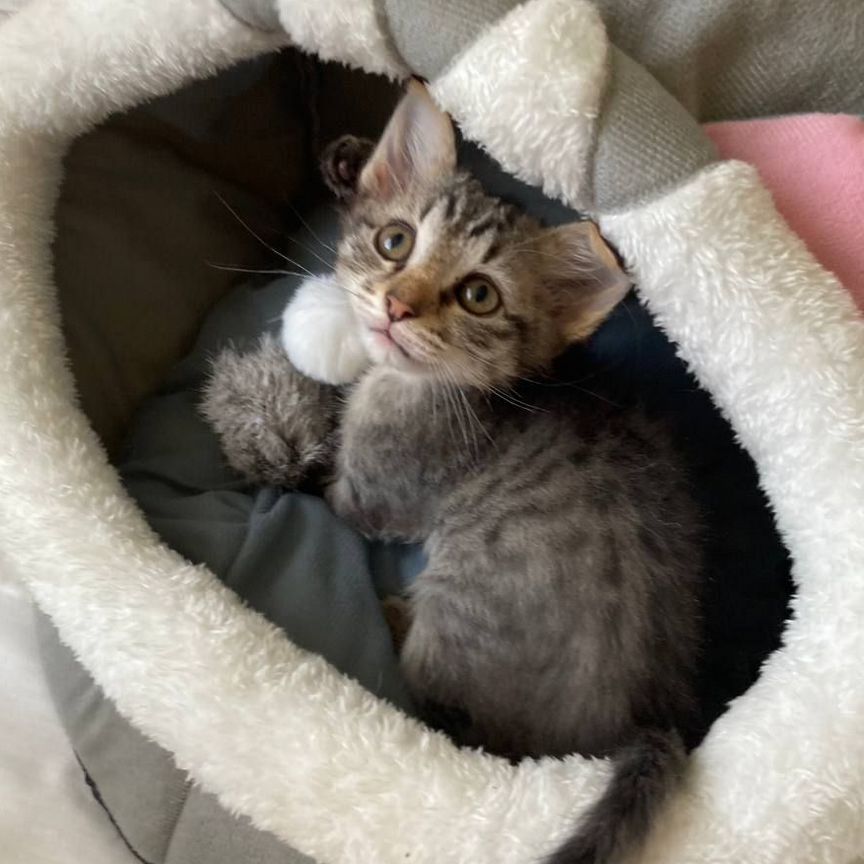 Котенок девочка в добрые руки