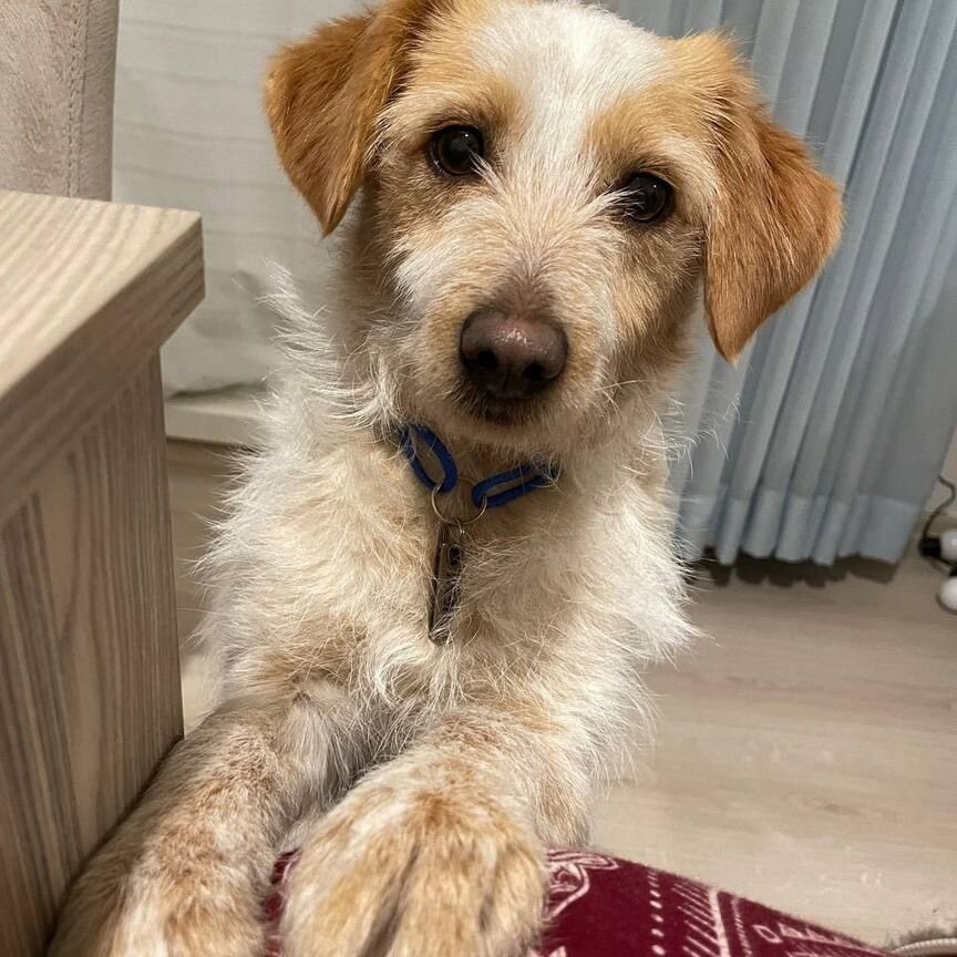 Собака в добрые руки