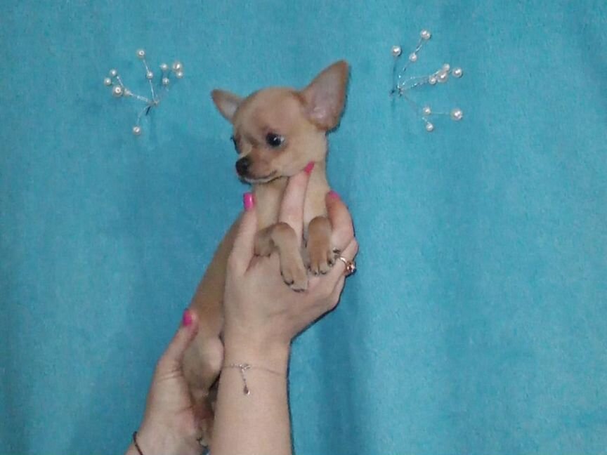 Миник мальчик рыж/лиловый