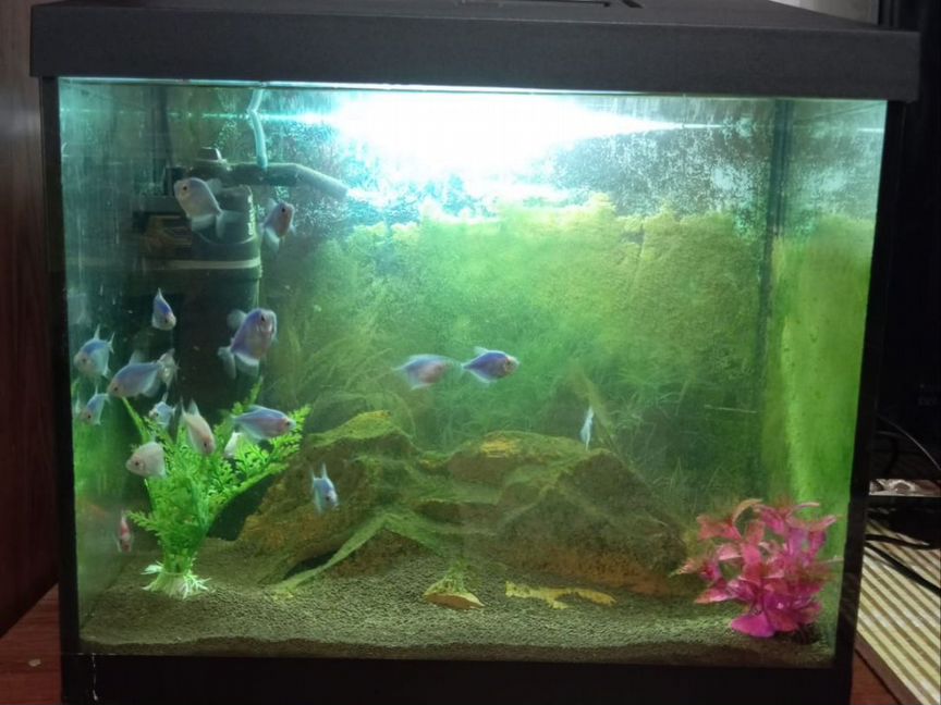 Аквариум с рыбками