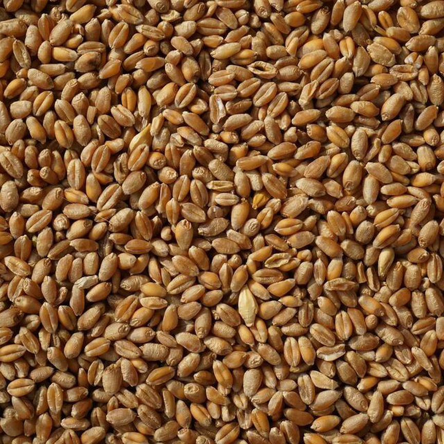 Яровой ячмень и пшеница