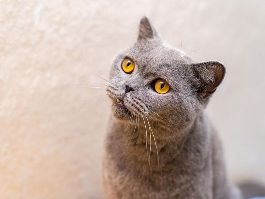 Котик Ларик ищет дом