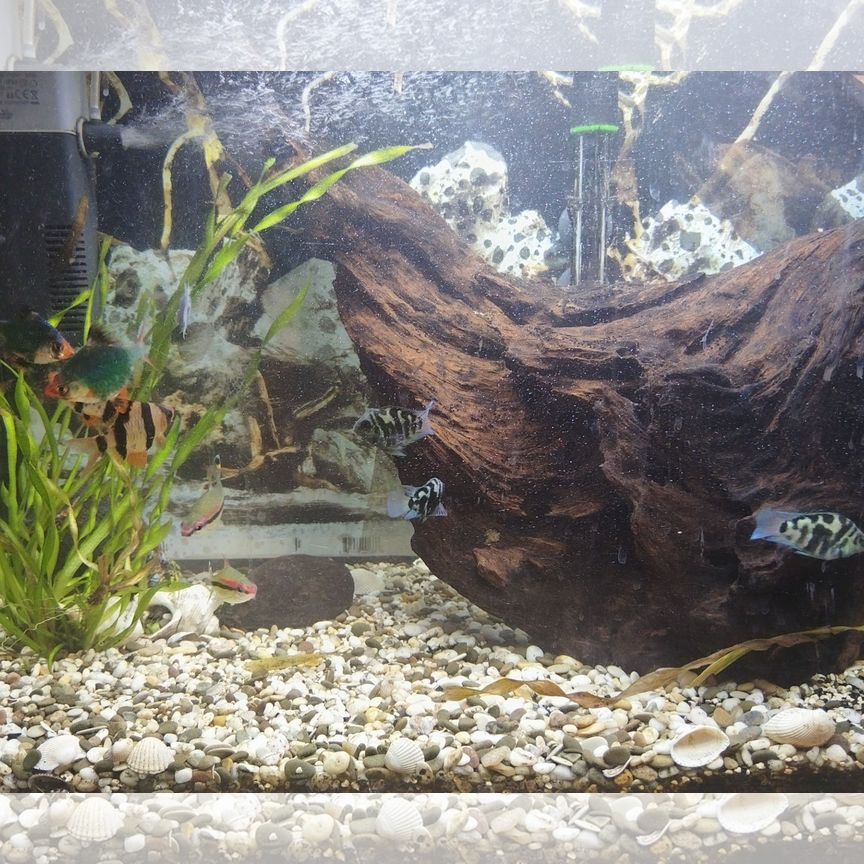 Аквариум с рыбами