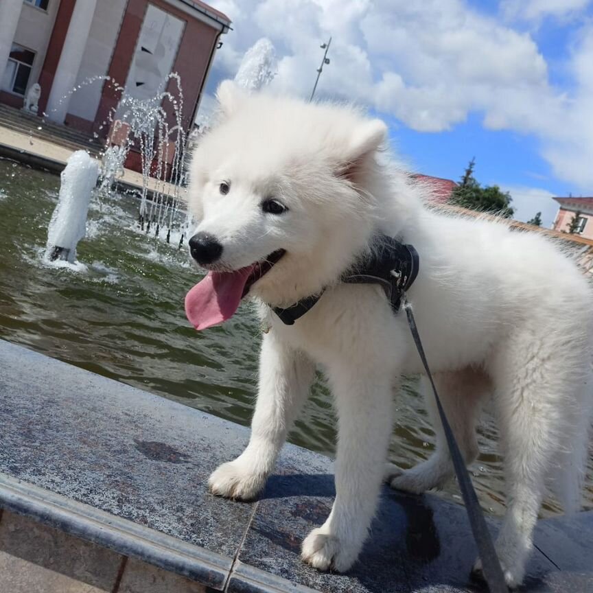 Щенки самоеда