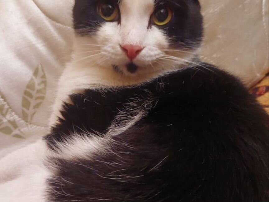 Кот том ласковый