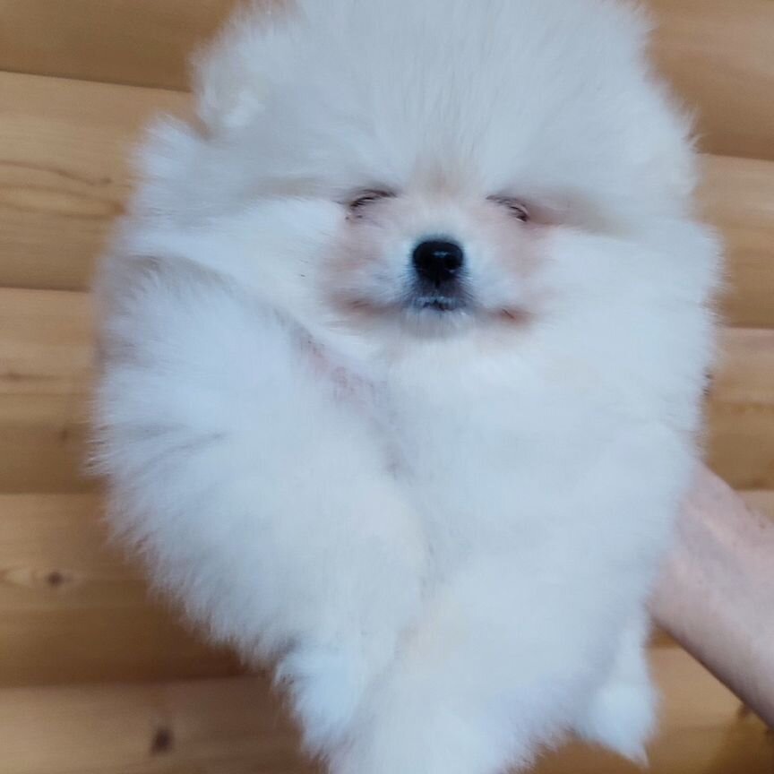 Померанский шпиц, щенок