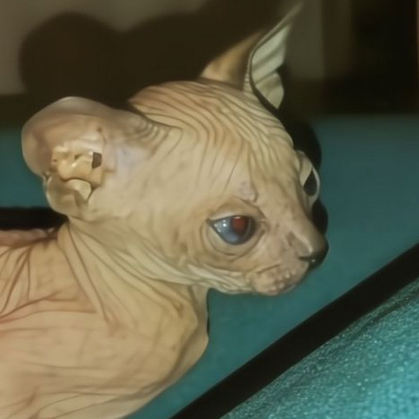 Донской сфинкс котёнок