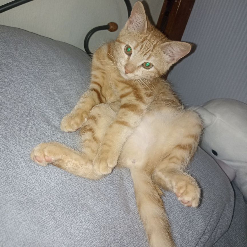 Отдам котенка в добрые руки