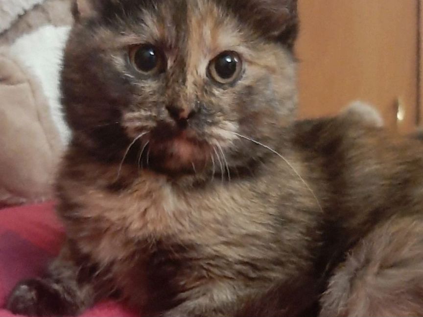 Котята породистые Британская плюшевые