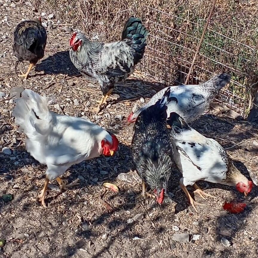 Индюк, Петухи