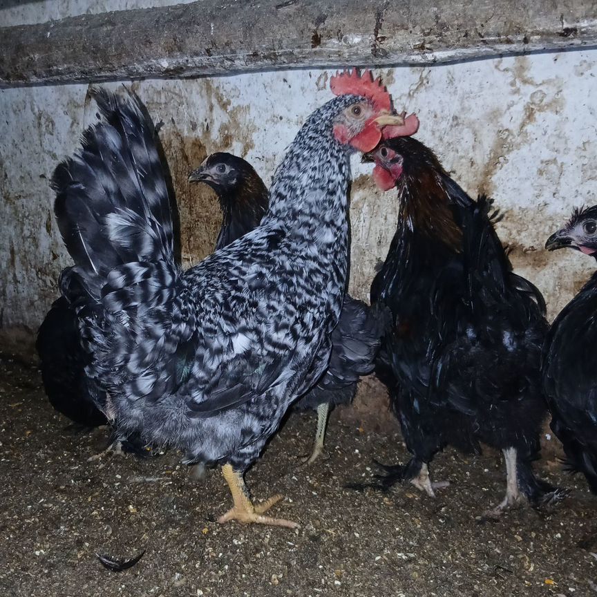 Молодые петушки