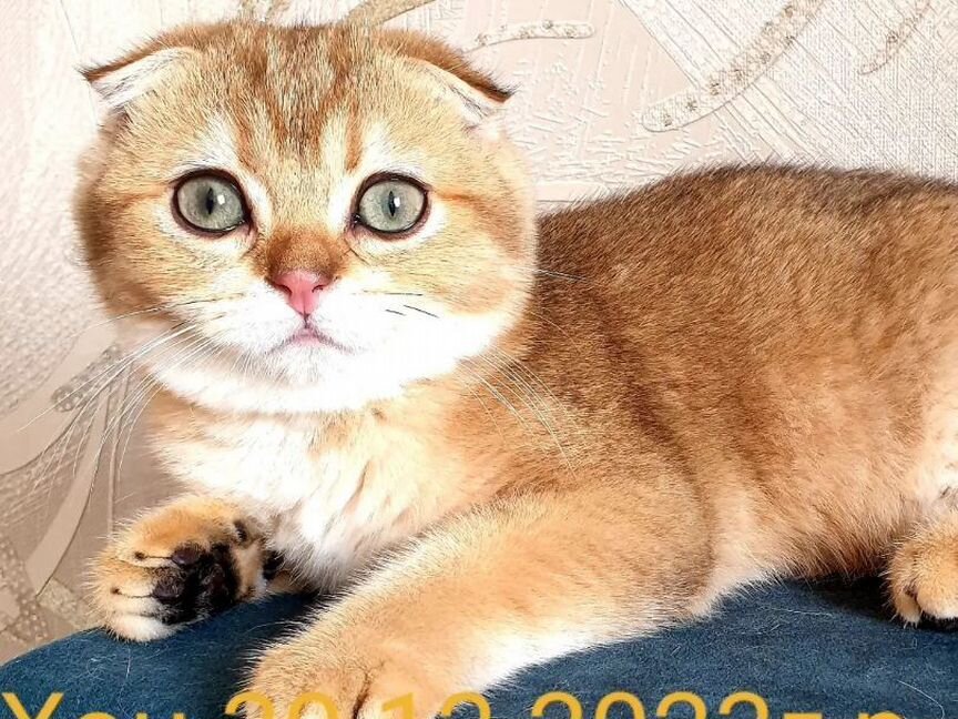 Вислоухий котик Хан