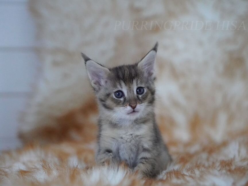 Шикарные котята Чаузи Ф1