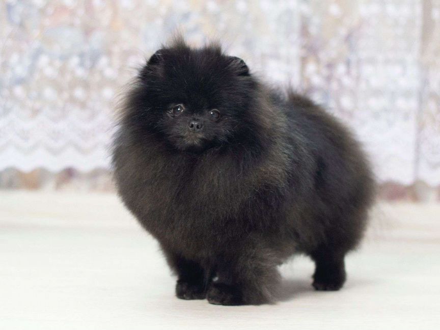 Вязка черный померанский шпиц