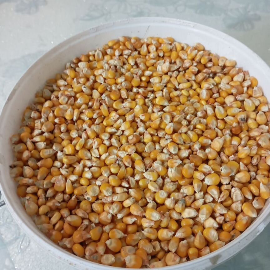 Кукуруза кормовая