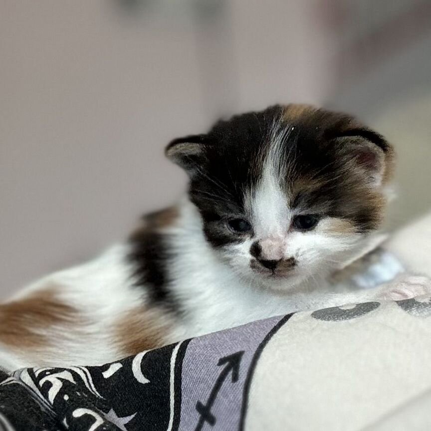 Котята